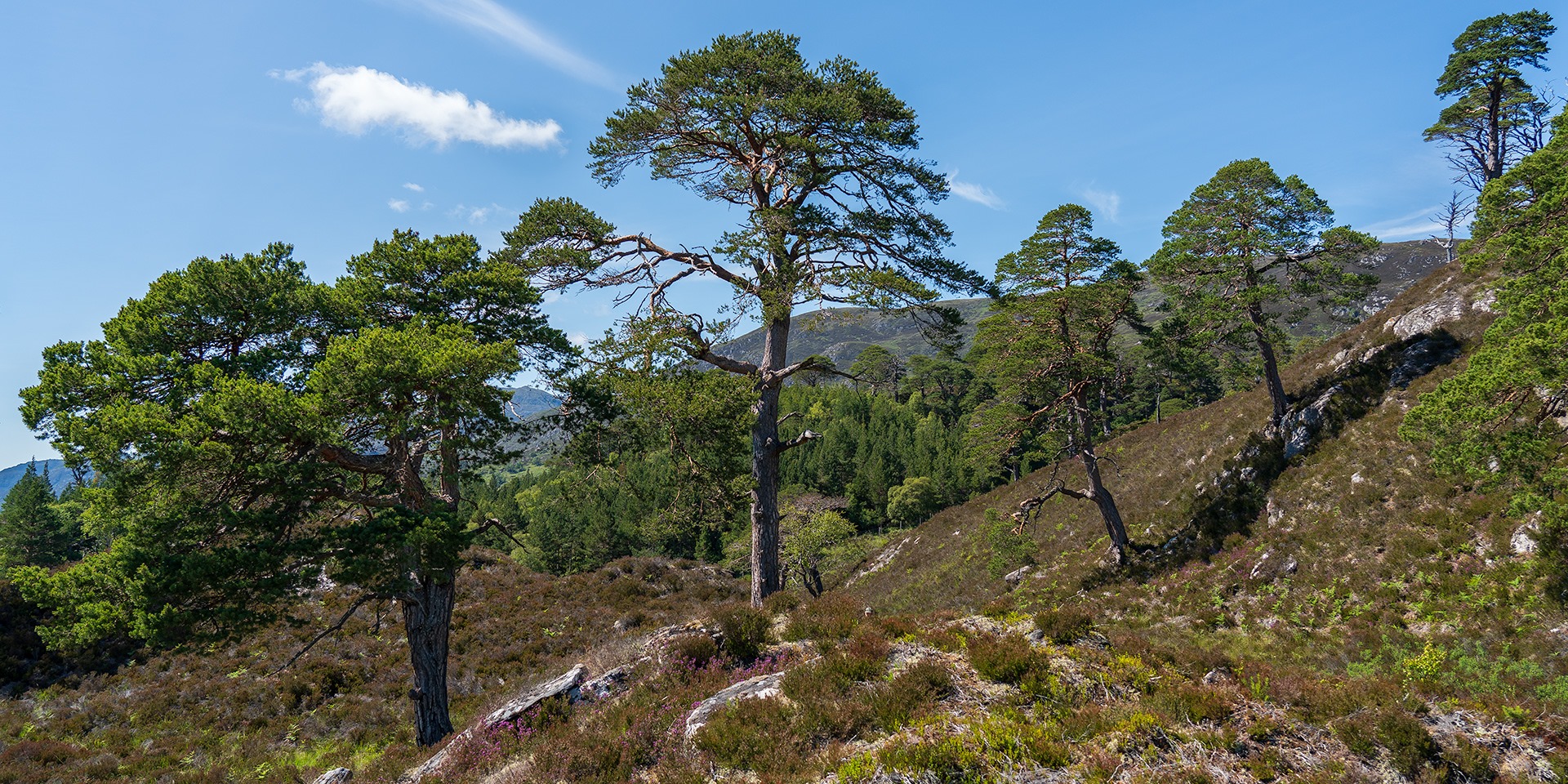 Rewilding the Scottish Highlands with Trees for Life - Nemo Travel