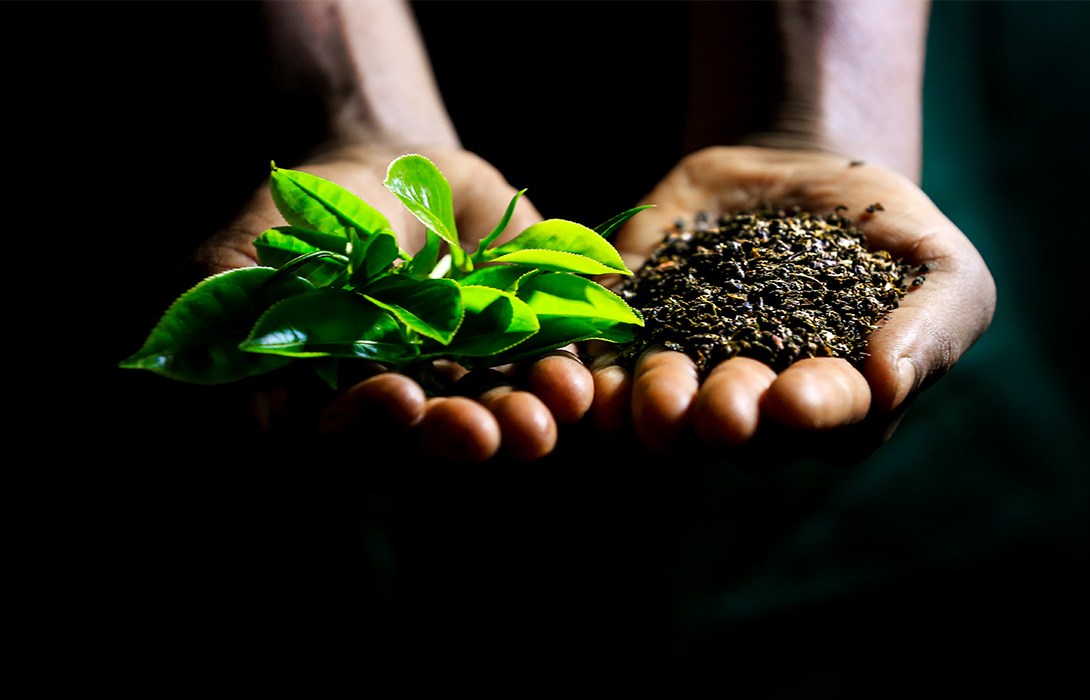 Sustainable Stories, inside Dilmah Tea’s Hotel Collection - Nemo Travel